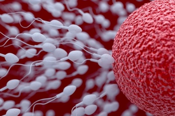 Período fértil: como calcular e quanto tempo dura | Macetes de Mãe